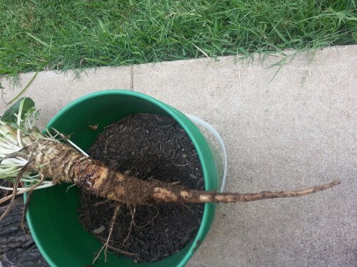 Swiss root? « plumdirt