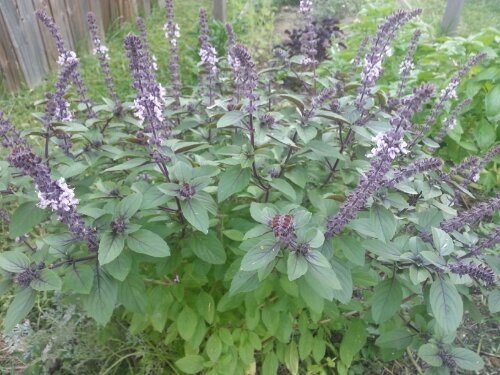African Blue Basil feeding the bees. « plumdirt